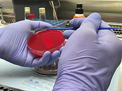 Laboratoire de biologie médicale du CHU de Saint-Étienne